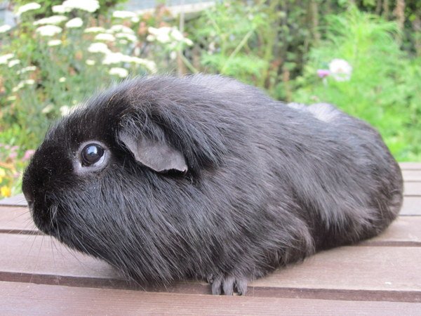 The Piggies - Jill's Suffolk Guinea Pigs