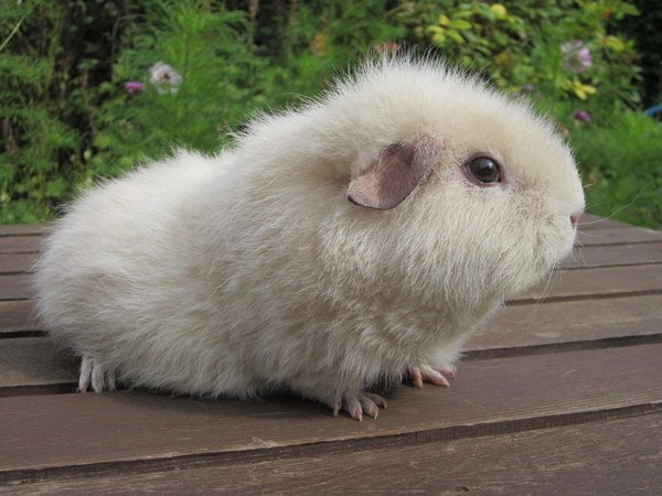 The Piggies - Jill's Suffolk Guinea Pigs